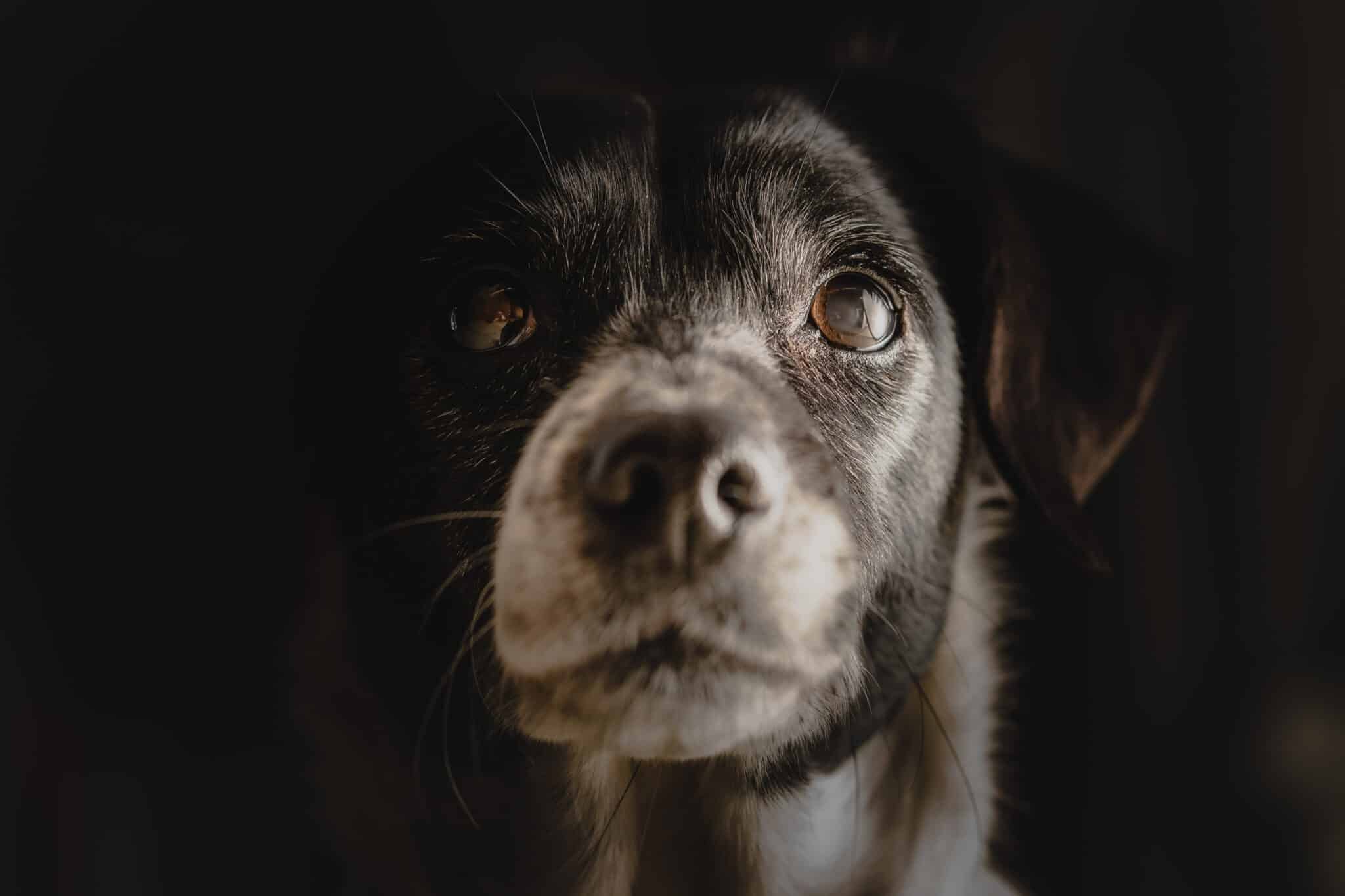 The 9 Oldest Dogs Of All Time - iHeartDogs.com