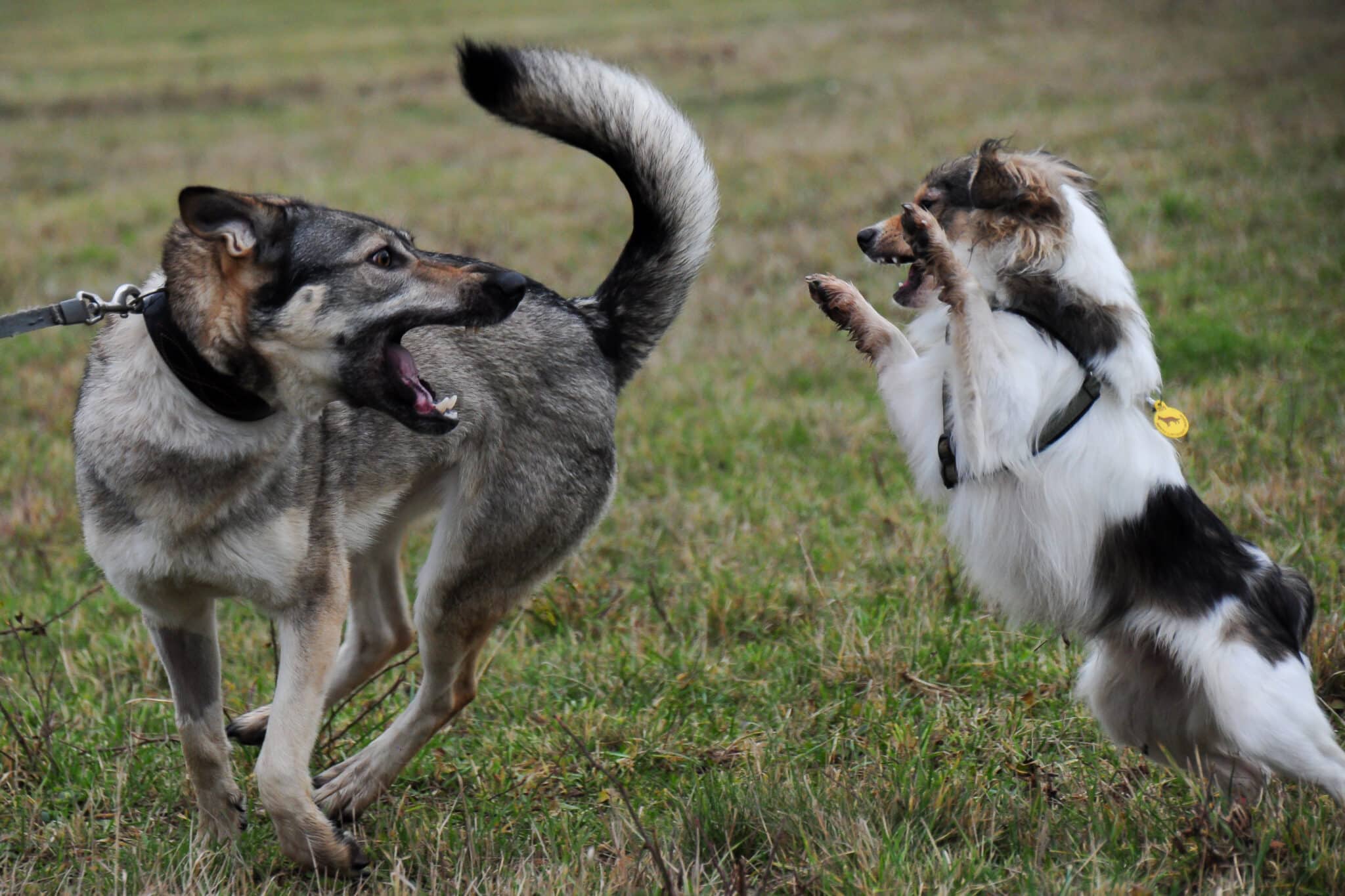 10 Clever Tricks To Tire Out Even The Most Energetic Dogs - iHeartDogs.com