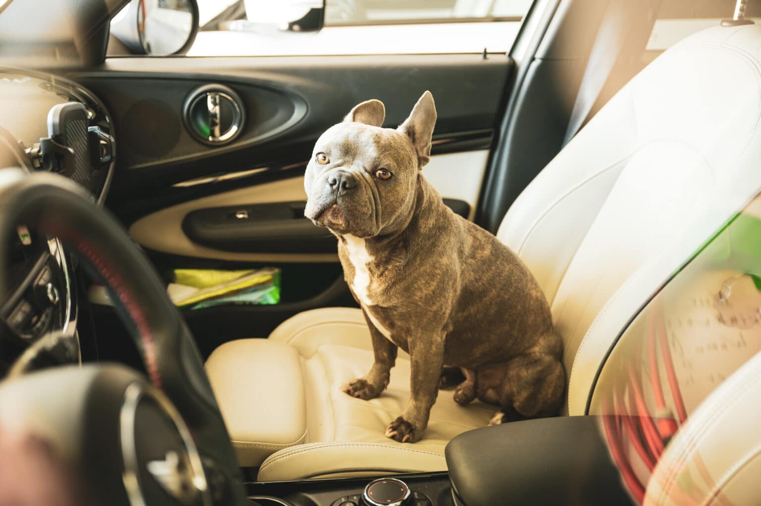 22 Dog Breeds Who Love Car Rides (and 8 That Don’t)