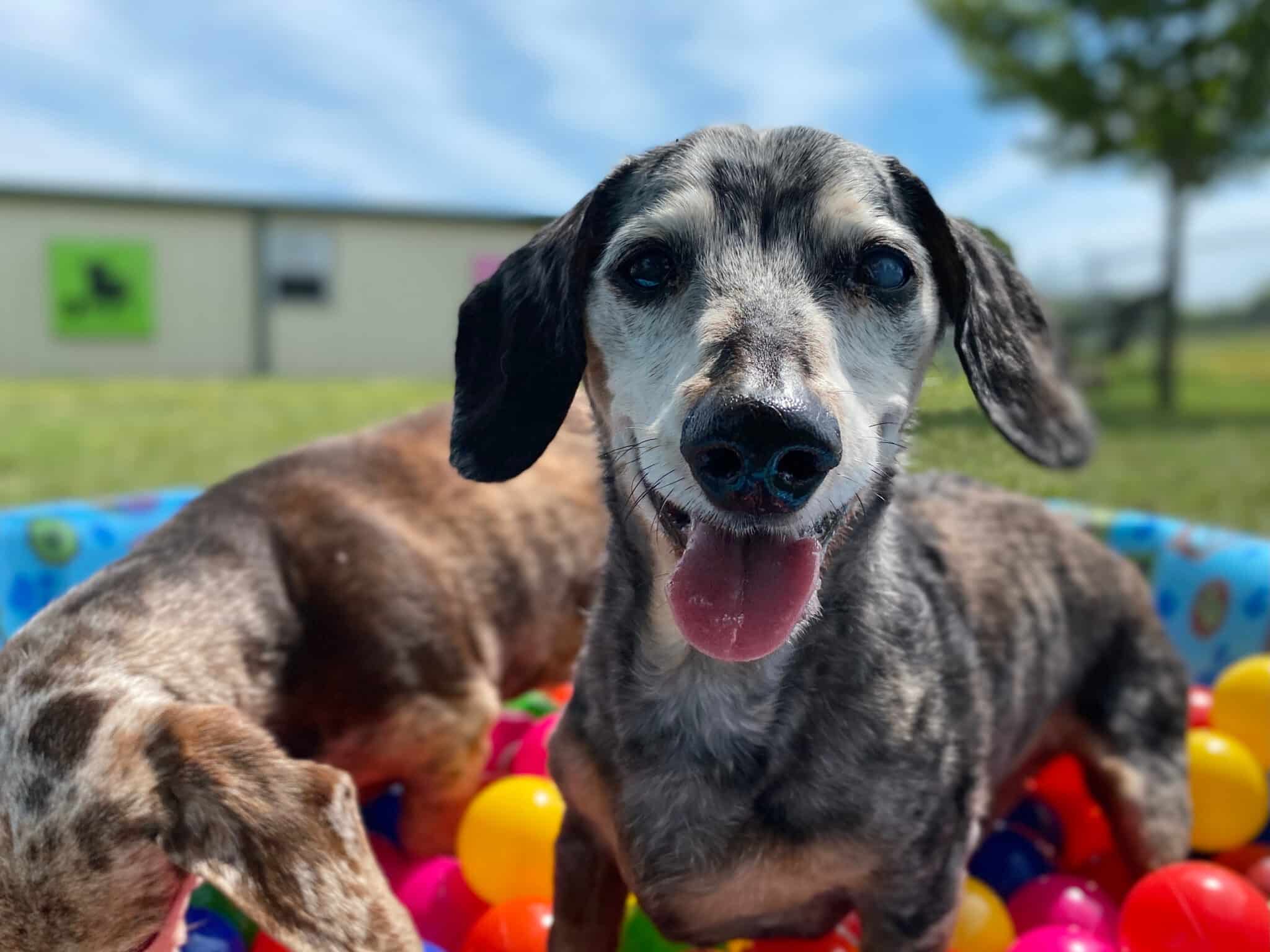 The 9 Oldest Dogs Of All Time - iHeartDogs.com