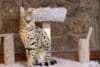 12 Strongest Cat Breeds Ready to Flex Their Paws (2026 Guide ...