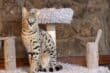 12 Strongest Cat Breeds Ready to Flex Their Paws (2026 Guide ...