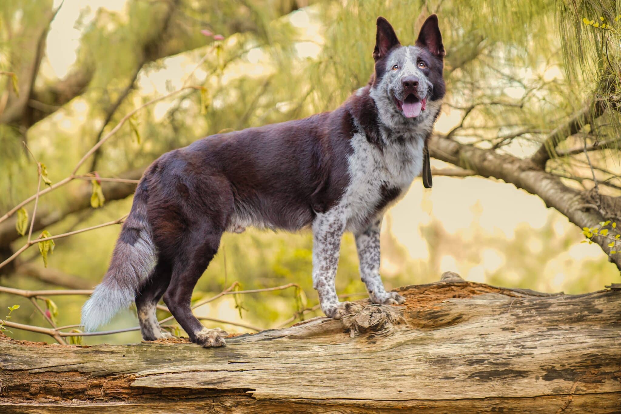 The 6 Rarest German Shepherd Colors - iHeartDogs.com