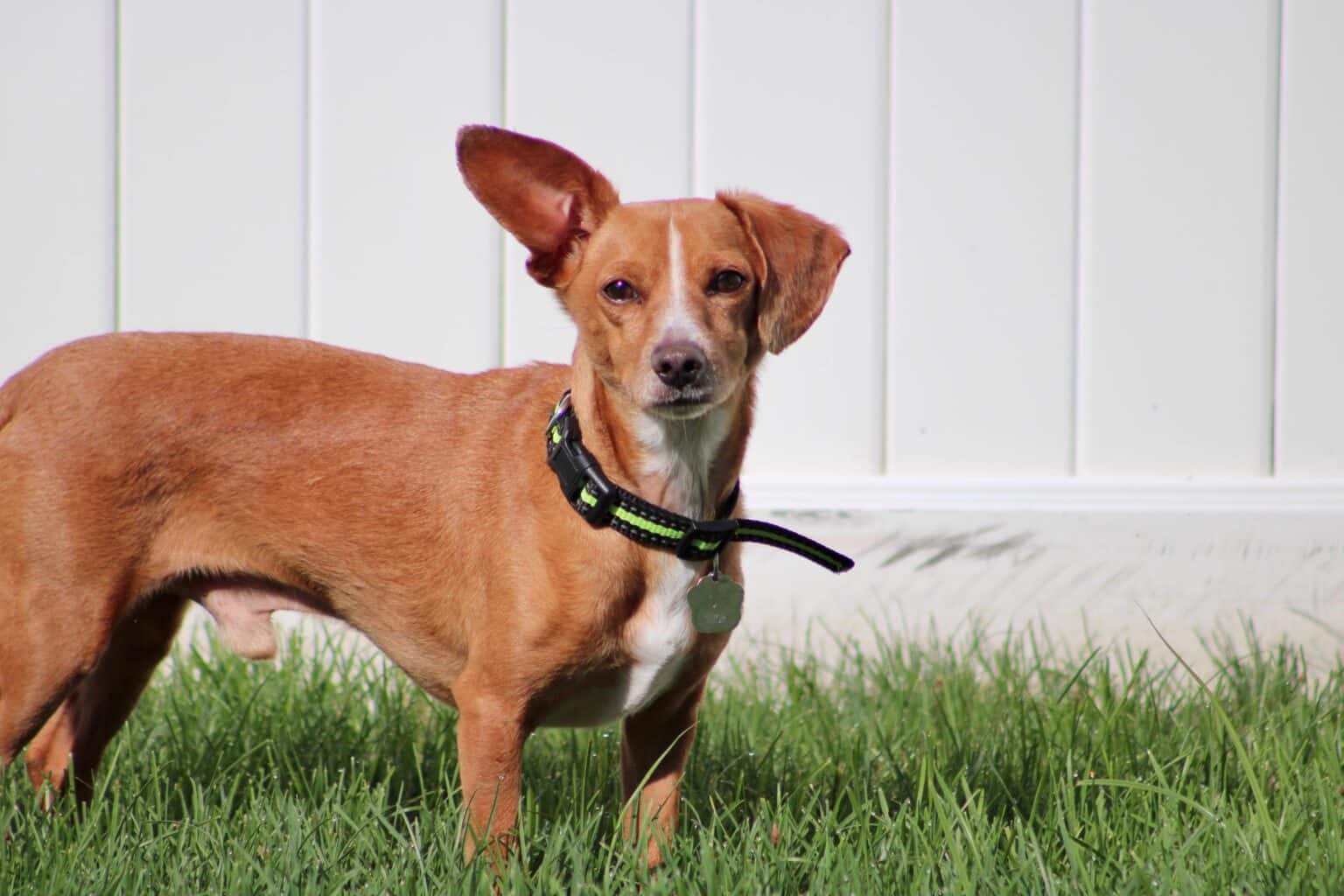 15 Dog Breed Mixes So Unique, You Have To See Them To Believe It ...