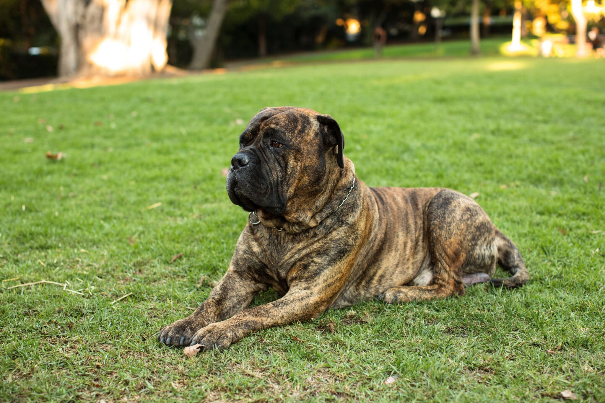 14 Adorable Brindle Dog Breeds You Need To Know