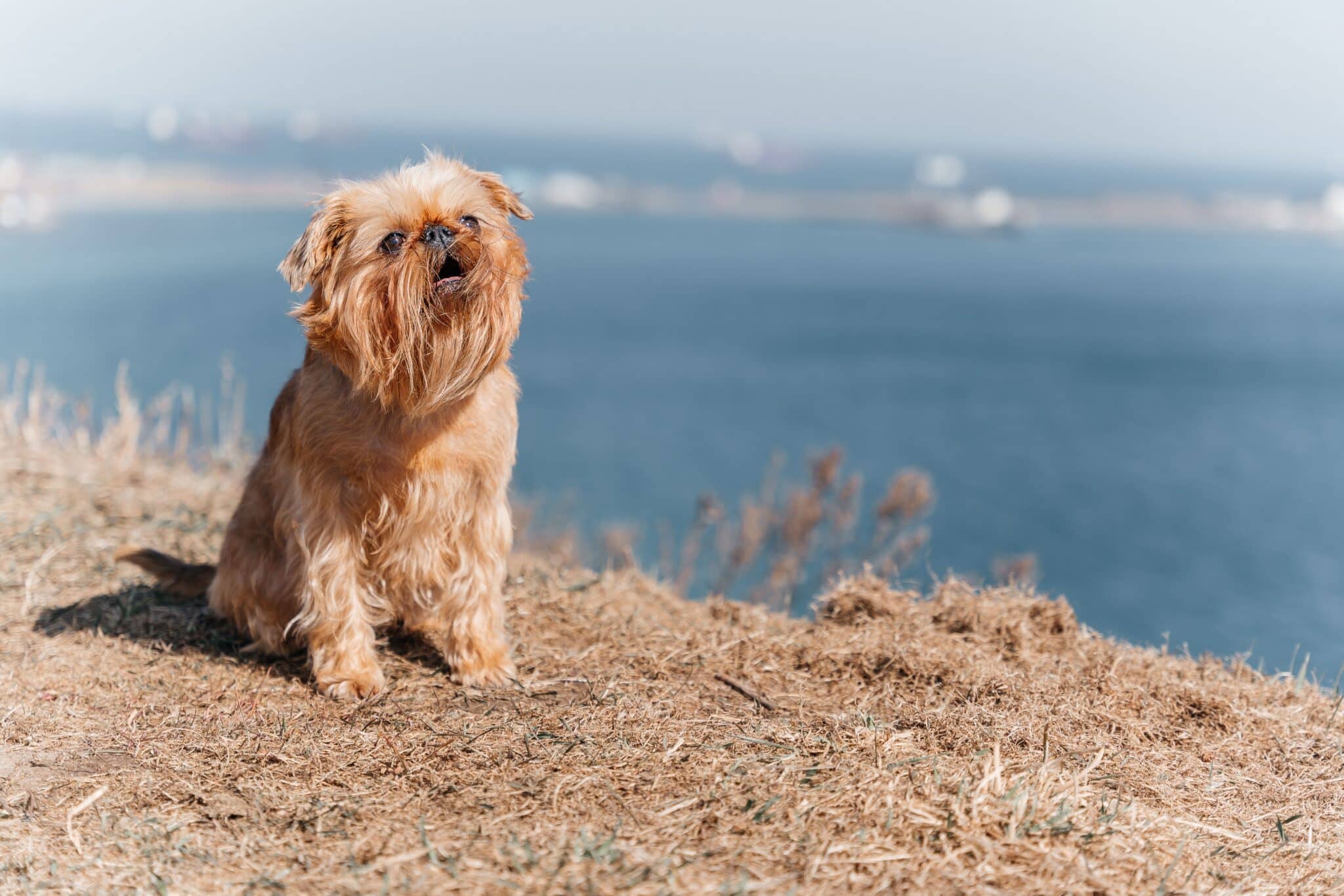 Top 11 Small But Mighty Dog Breeds That Have The Hearts Of Warriors ...