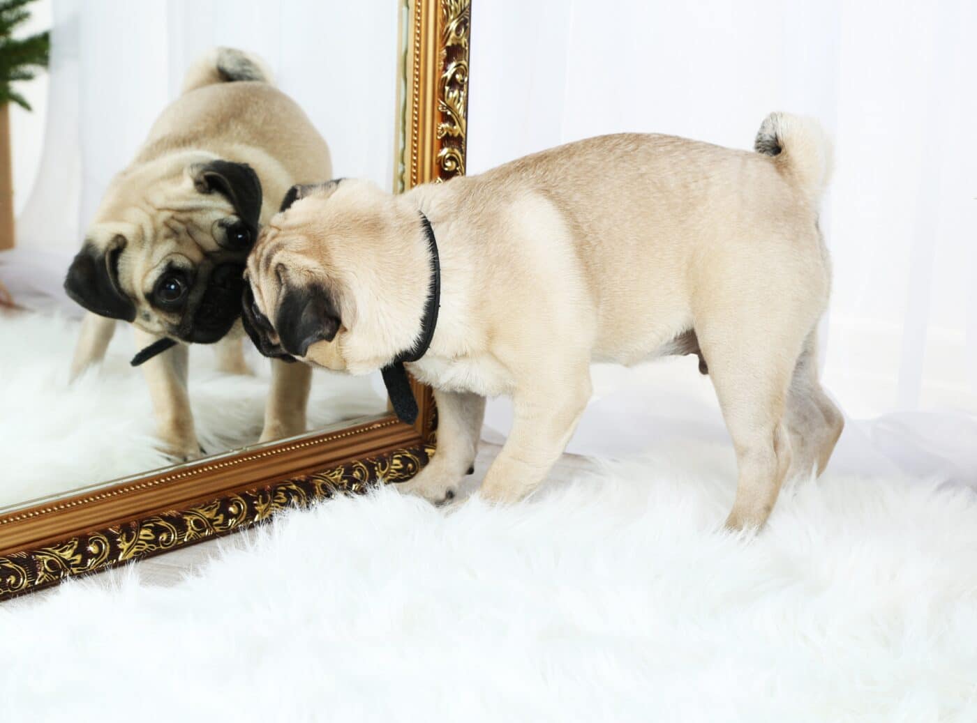 Can Dogs Recognize Themselves In Mirrors? The Answer May Surprise You ...