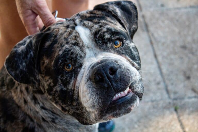 The 10 Strongest Bulldog Breeds - iHeartDogs.com