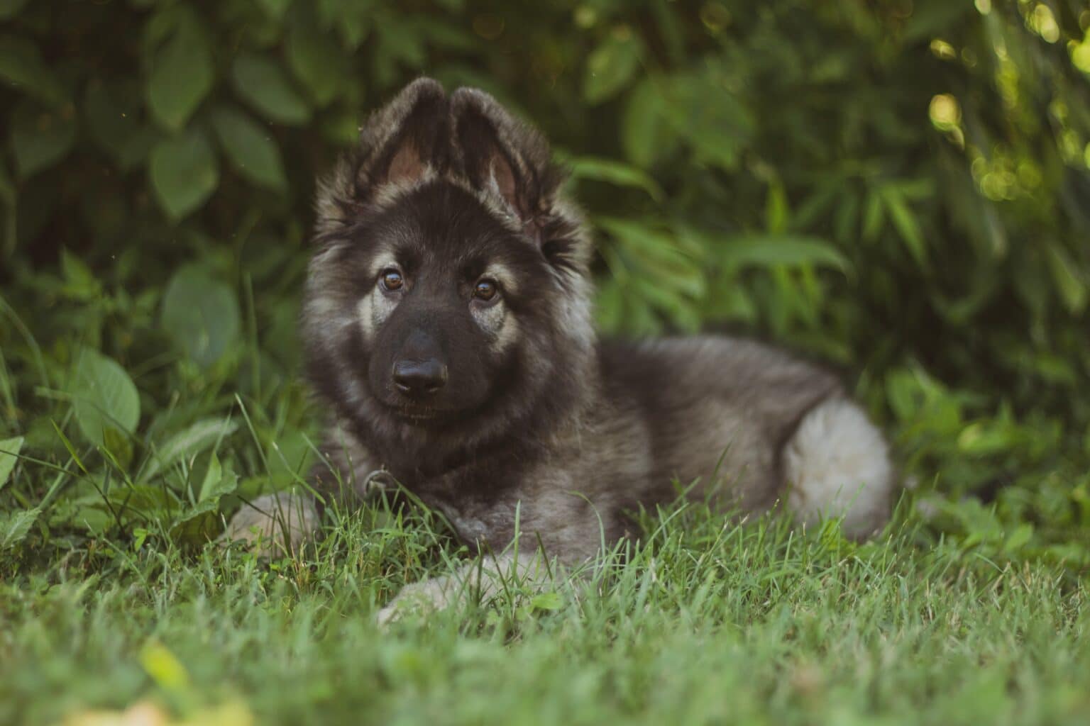 The 6 Rarest German Shepherd Colors - iHeartDogs.com