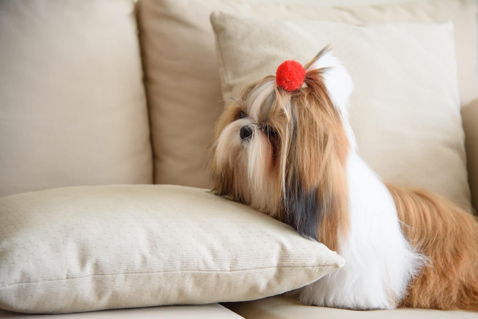 12 Lap-Sized Dogs Perfect For Seniors - iHeartDogs.com