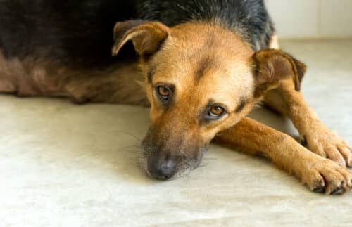 9 Heartbreaking Signs Your Dog Feels Unloved (And How To Fix It ...