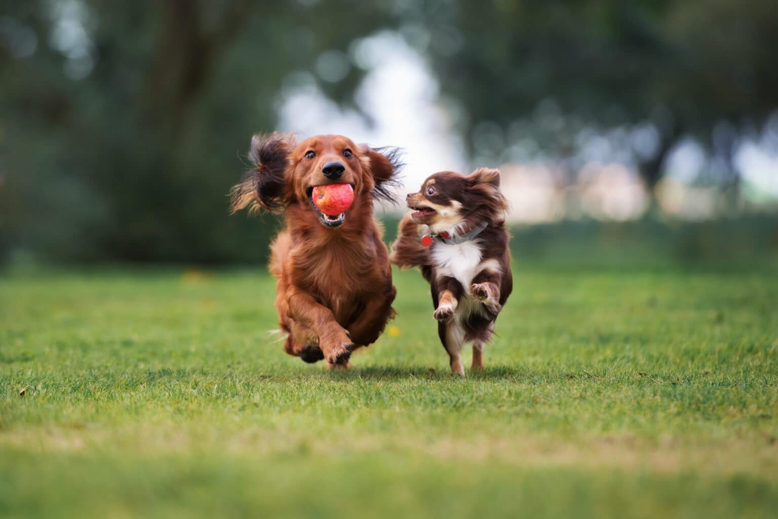 9 Pros And 7 Cons Of Having Multiple Dogs - iHeartDogs.com
