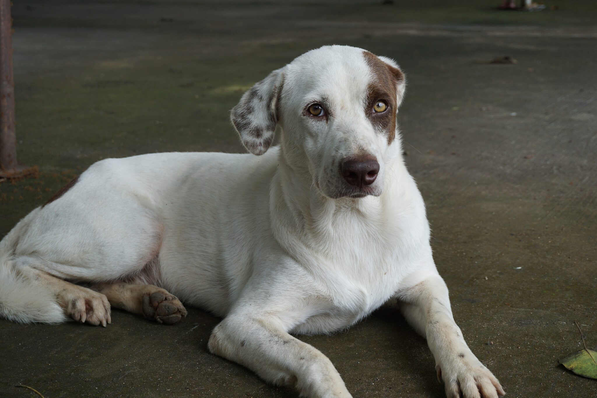 The 13 Rarest Dog Breeds - iHeartDogs.com