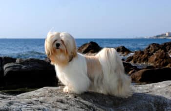 13 High-Maintenance Dog Breeds That Require Salon-Level Grooming ...