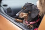 13 Dog Breeds That Act Surprisingly Like Humans - iHeartDogs.com