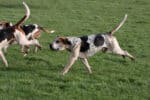 9 Legends About Dogs From Myth And Folklore - iHeartDogs.com