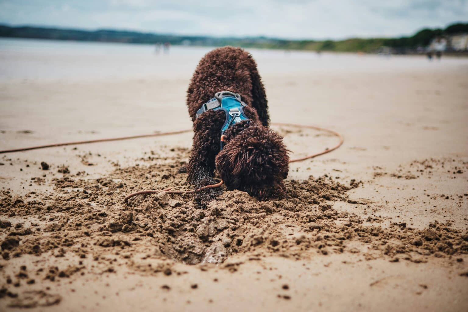 The Truth About Why Dogs Bury Bones: It's Not What You Think ...