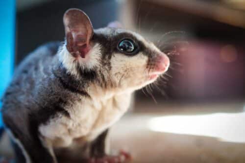 13 Adorable But Obscure Animals You’ve Never Heard Of - iHeartDogs.com