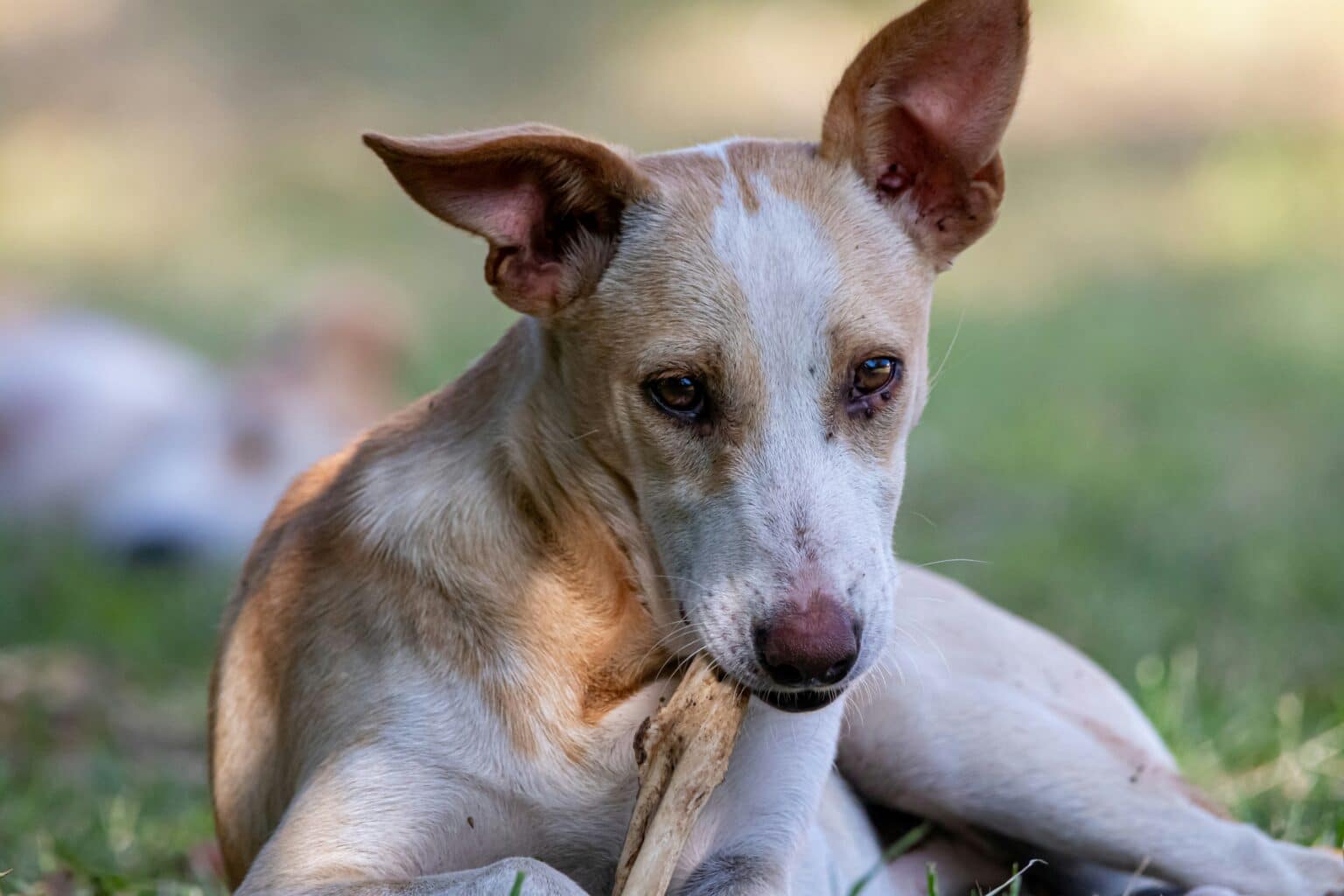 9 Heartbreaking Signs Your Dog Feels Unloved (And How To Fix It ...