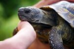 Top 13 Most Harmless Animals In The World - iHeartDogs.com