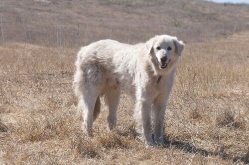 15 Large Dog Breeds That Are Actually Gentle Giants - iHeartDogs.com