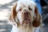 11 ‘Super Chill’ Dog Breeds That Stay Calm In Chaos - iHeartDogs.com