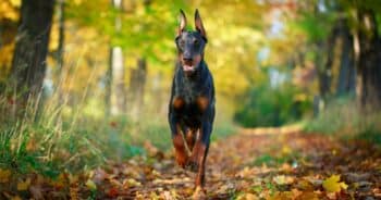 The Top 15 Most Muscular Dog Breeds You’ll Ever See - iHeartDogs.com