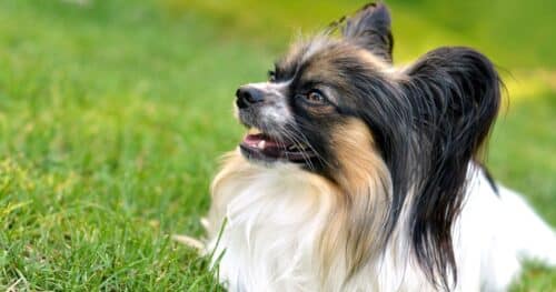 13 Dog Breeds That Were Beloved by Famous Kings & Queens - iHeartDogs.com