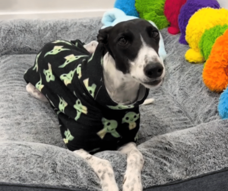 Dog Opera? Greyhound’s Stunning Aria Performance Is a Showstopper ...