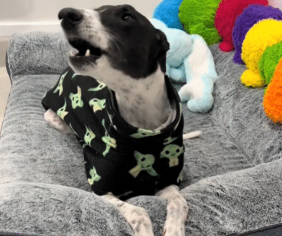 Dog Opera? Greyhound’s Stunning Aria Performance Is a Showstopper ...