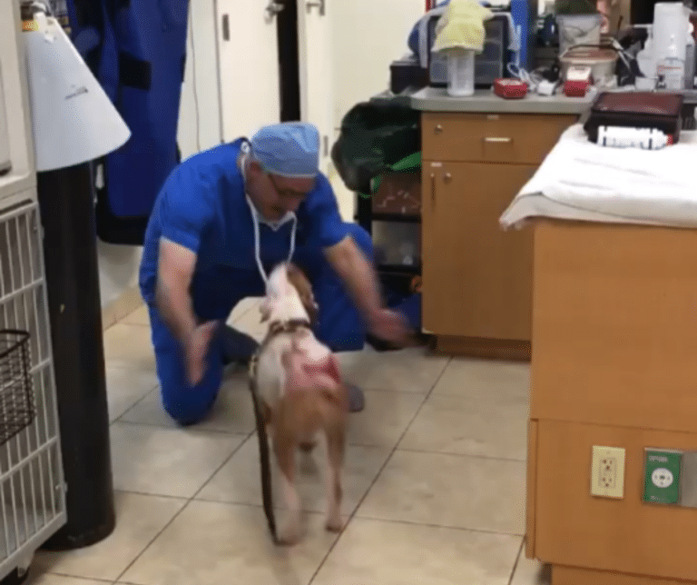 'Emotional Moment' as Dog with Severe Burns Reunites with His Beloved ...