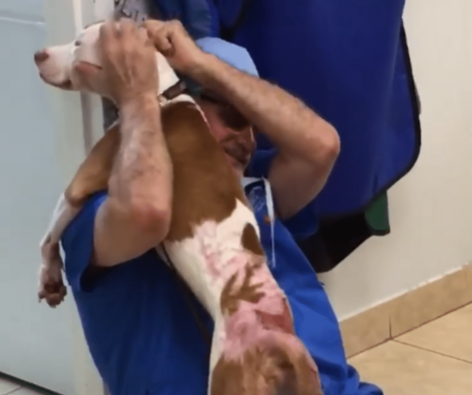 'Emotional Moment' as Dog with Severe Burns Reunites with His Beloved ...