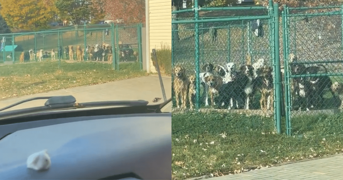 Dramatic Pups Act Like It’s the End of the World When Daycare Worker ...