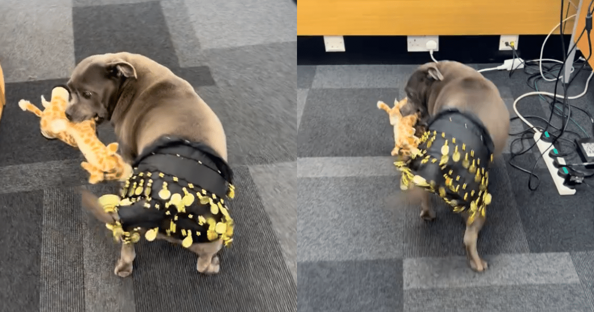 Wiggle Wiggle! This Dog’s Hips Don’t Lie, and It’s Too Cute to Handle ...