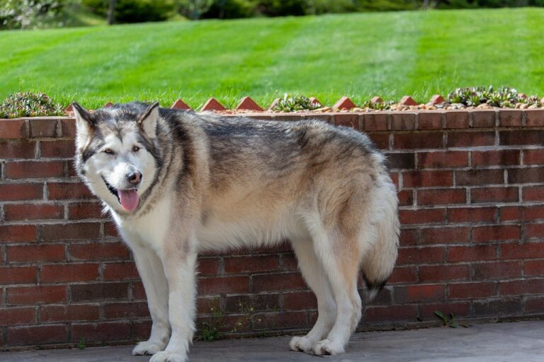 15 Dog Breeds Who Look Like They’re Always Smiling - iHeartDogs.com