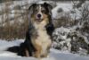 7 Dog Breeds That Have Extra Toes And What It Means - iHeartDogs.com