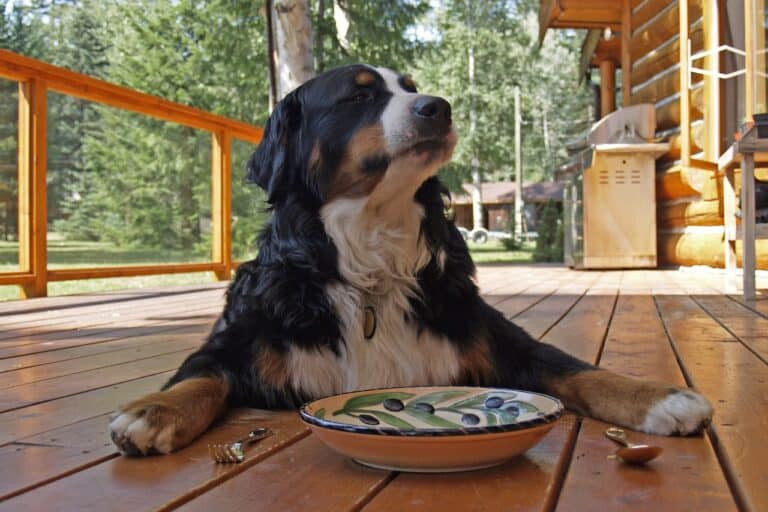 15 Quiet Dog Breeds That Thrive In Peaceful Spaces - iHeartDogs.com