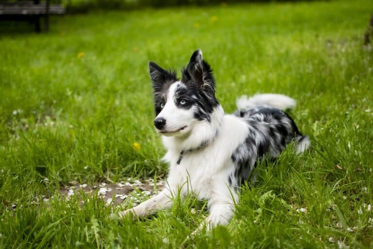 9 Dog Breeds That Have The Most Unique Fur Colors & Patterns ...