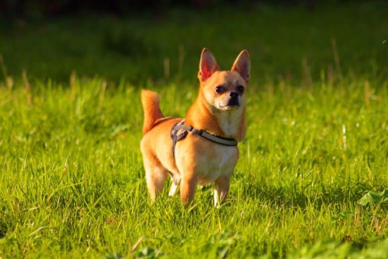 13 Small Dog Breeds That Are Surprisingly Tough And Tenacious ...