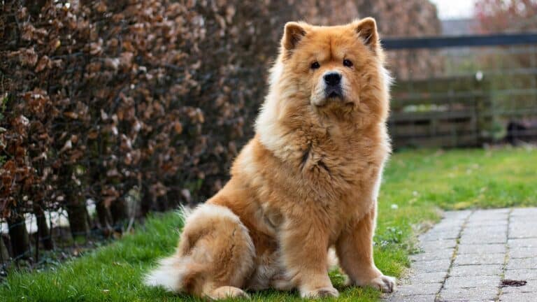 4 Reasons a Chow Chow is Licking or Biting Its Paws - iHeartDogs.com