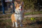 15 Dog Breeds Who Look Like They’re Always Smiling - iHeartDogs.com