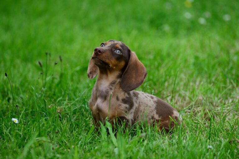 13 Dog Breeds That Ruled the Early 2000s - iHeartDogs.com