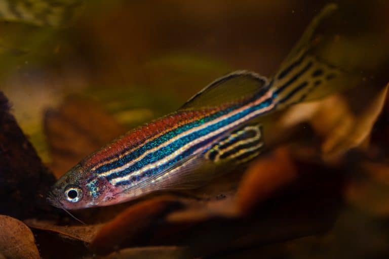 13 Surprising Animals That Regrow Body Parts Like Magic