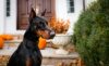 15 Times Dogs Have Helped Solve Crimes & Catch Criminals - iHeartDogs.com
