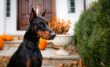 15 Times Dogs Have Helped Solve Crimes & Catch Criminals - iHeartDogs.com