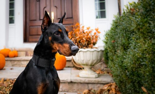 15 Times Dogs Have Helped Solve Crimes & Catch Criminals - iHeartDogs.com