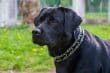 23 Dog Breeds with Human-Like Traits You Won’t Believe - iHeartDogs.com