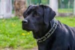 23 Dog Breeds with Human-Like Traits You Won’t Believe - iHeartDogs.com