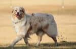 23 Dog Breeds with Human-Like Traits You Won’t Believe - iHeartDogs.com