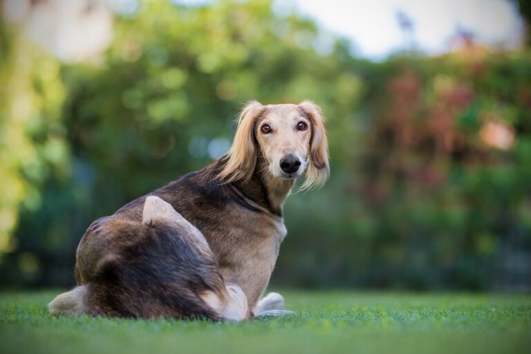 13 Dog Breeds with Unexpectedly Silky Coats - iHeartDogs.com